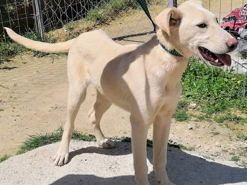 Adoption Dogs and Puppies - Hectors House Crete