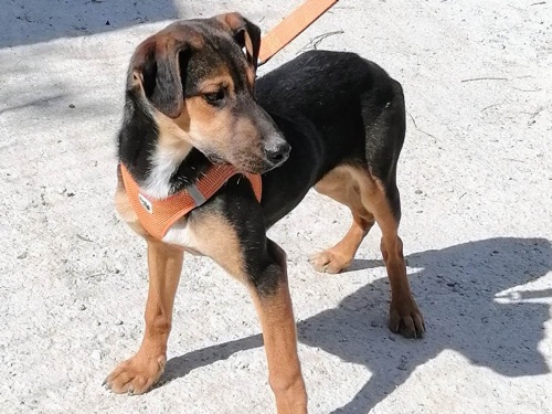 Adoption Dogs and Puppies - Hectors House Crete