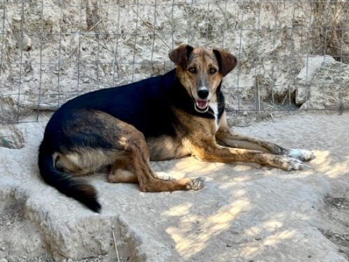 Adoption Dogs and Puppies - Hectors House Crete