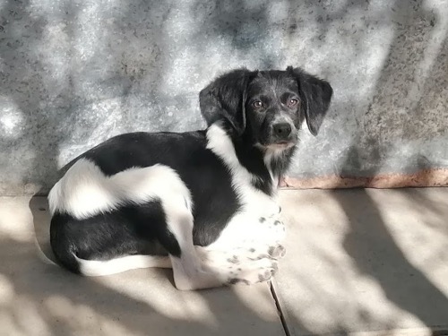 Adoption Dogs and Puppies - Hectors House Crete